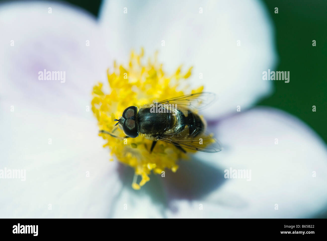 Hoverfly in center of large white and yellow flower gathering pollen ...