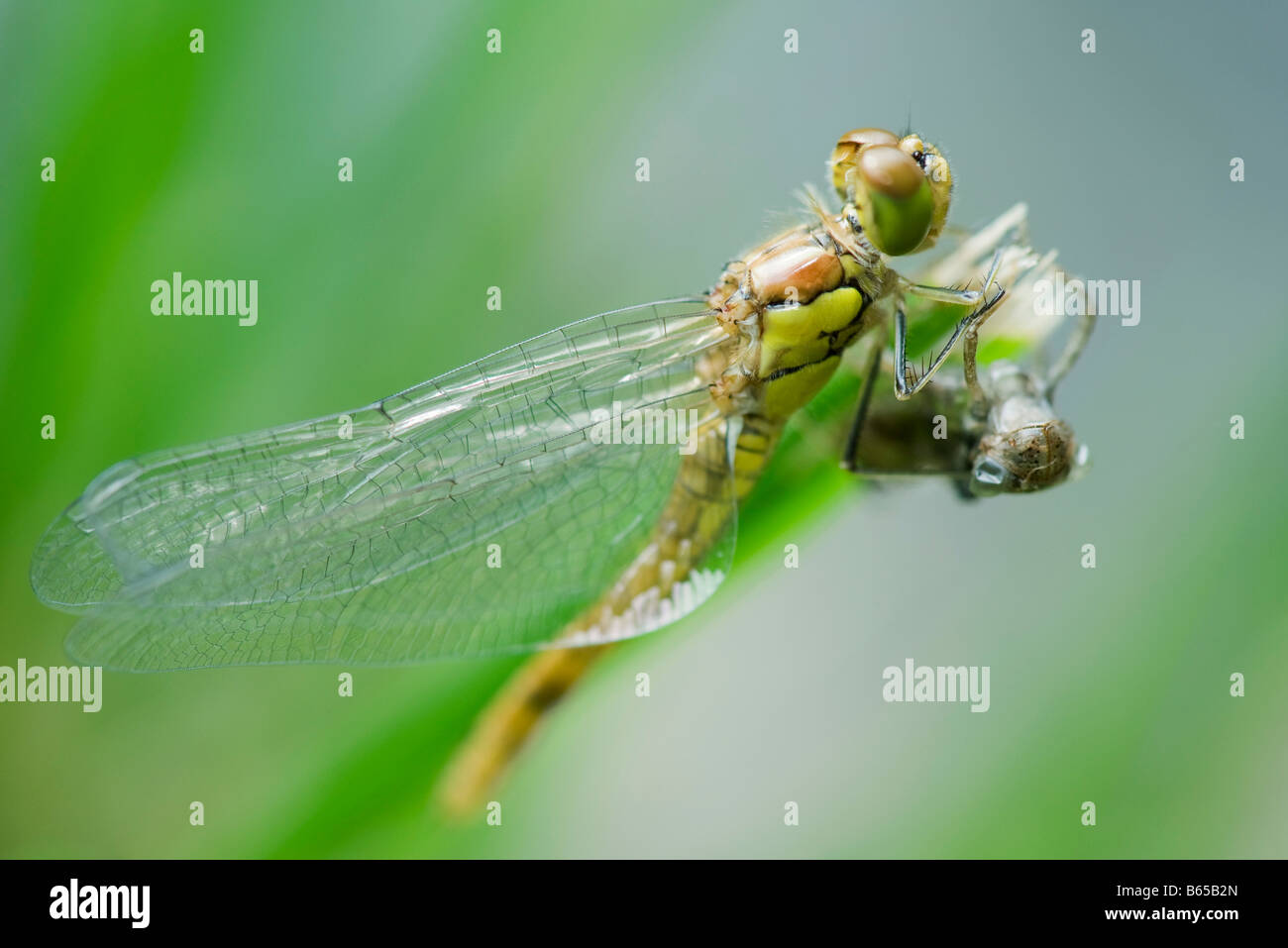 Animal Exoskeleton High Resolution Stock Photography and Images - Alamy