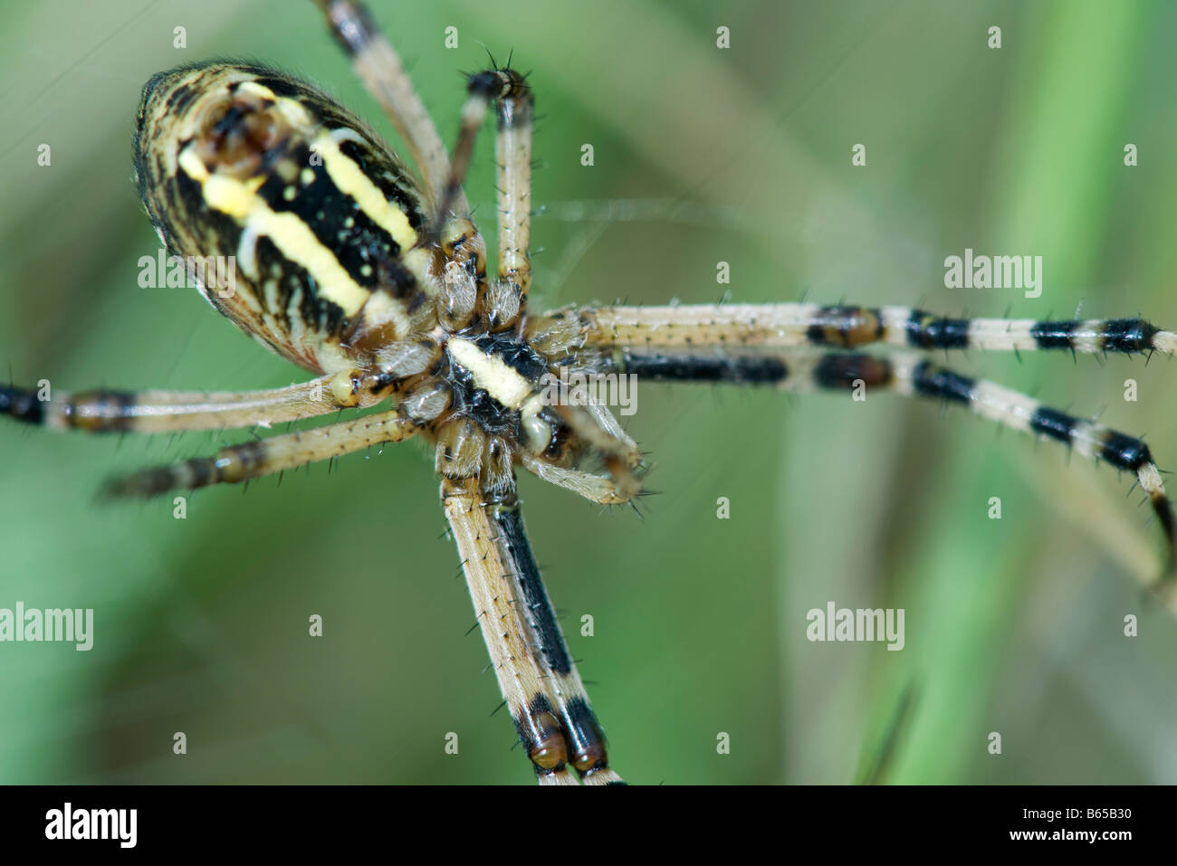 Yellow Garden Spider (argiope aurantia), close-up Stock Photo - Alamy