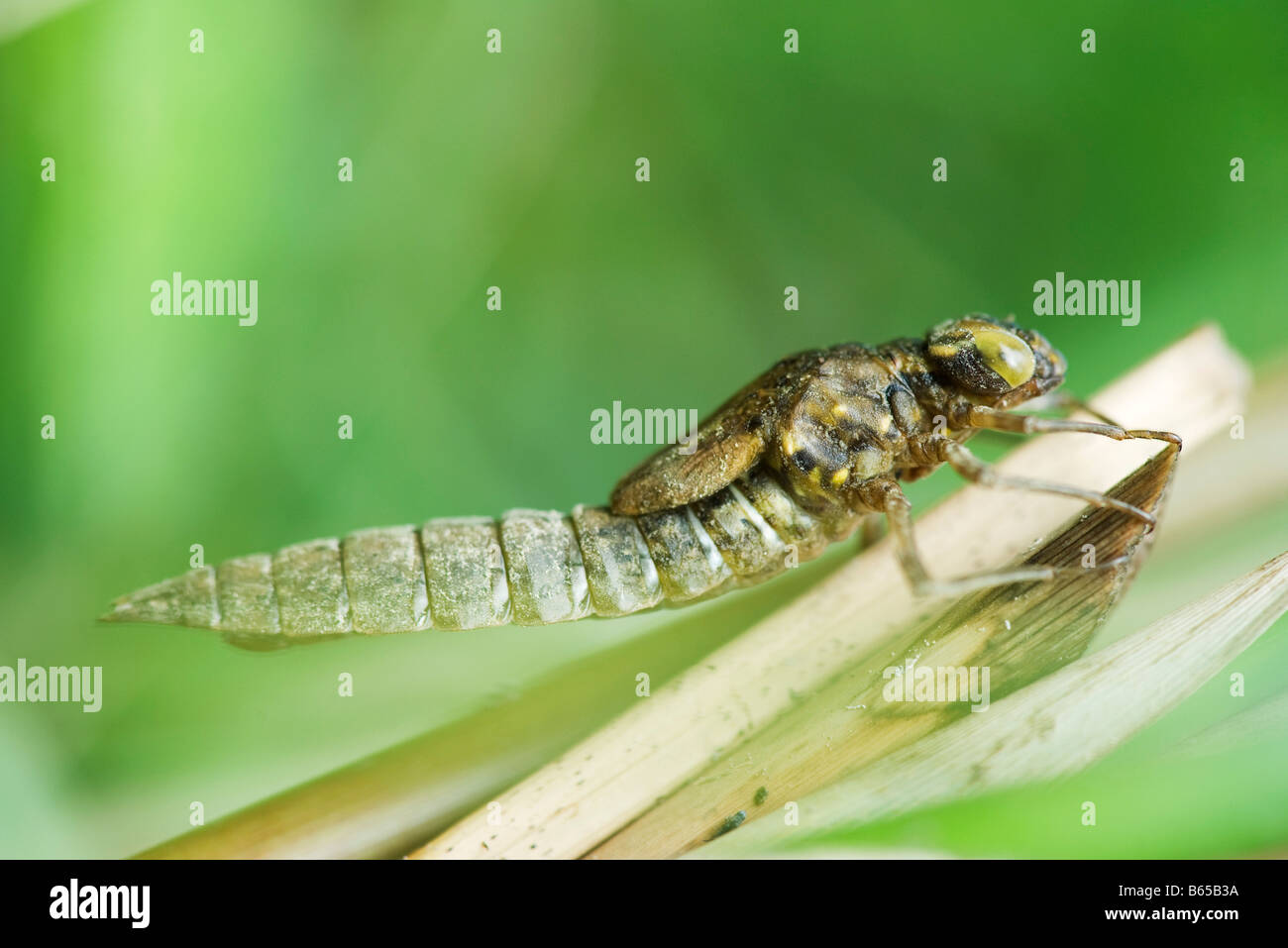 Empty dragonfly exoskeleton clinging onto dried plant stalk Stock Photo ...