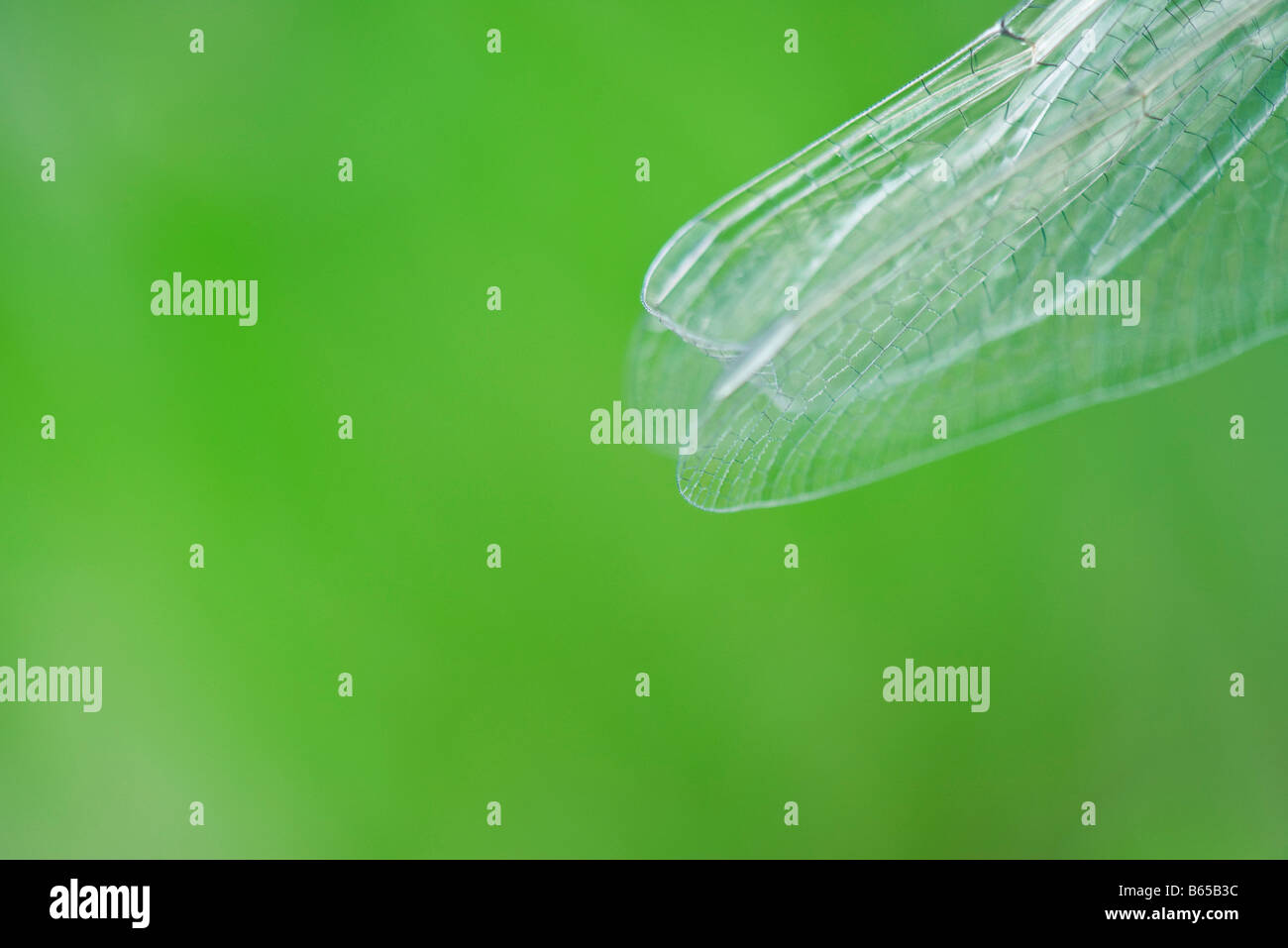 Insect wings detail hi-res stock photography and images - Alamy