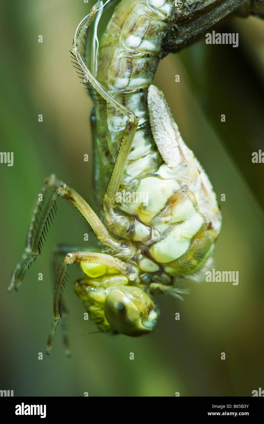 Molting dragonfly emerging from exoskeleton, close-up Stock Photo - Alamy