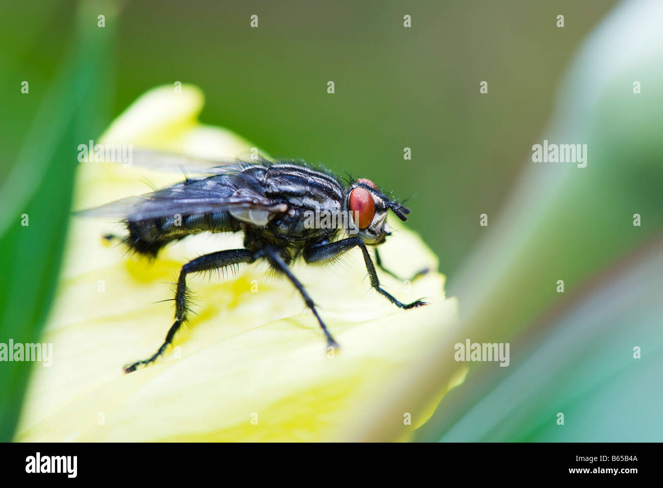 Fly life cycle hi-res stock photography and images - Alamy