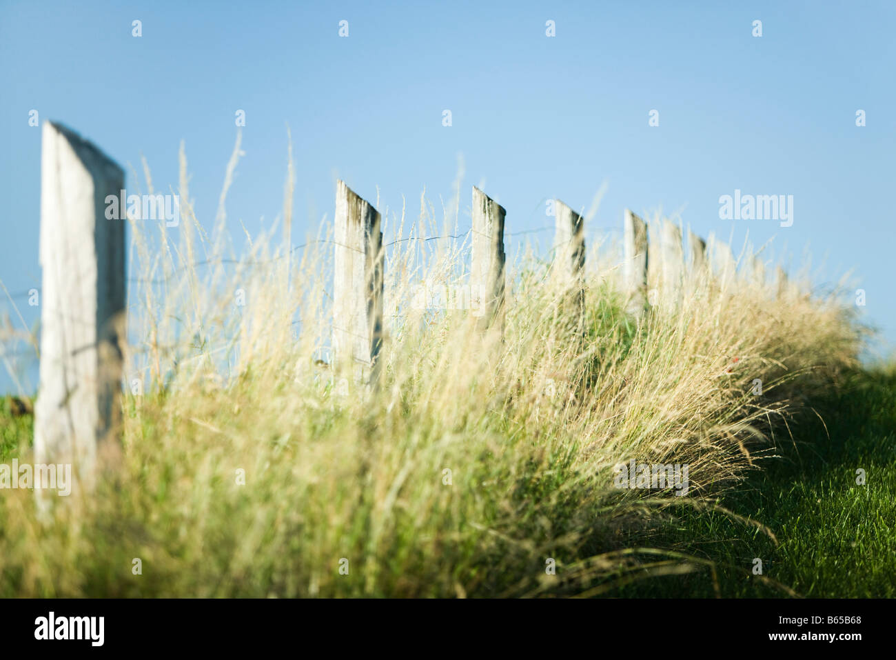 Fence in tall grass Stock Photo - Alamy