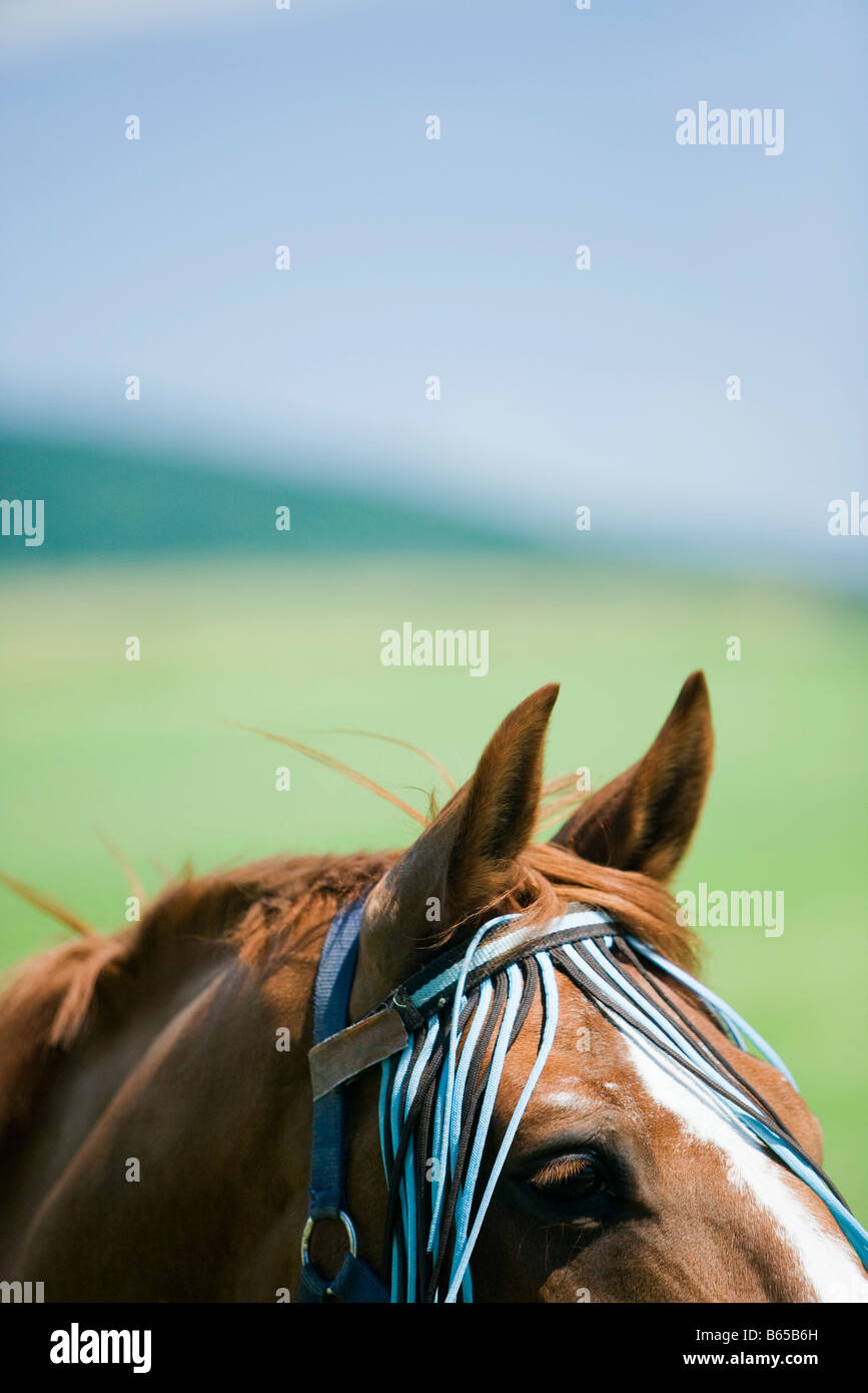 Horse turning head hi-res stock photography and images - Alamy