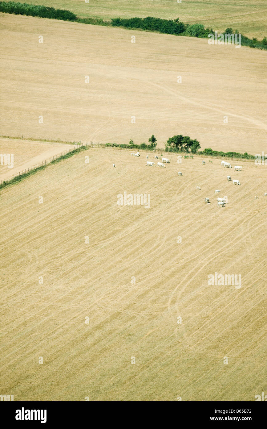 Aerial view of cows in pasture Stock Photo - Alamy