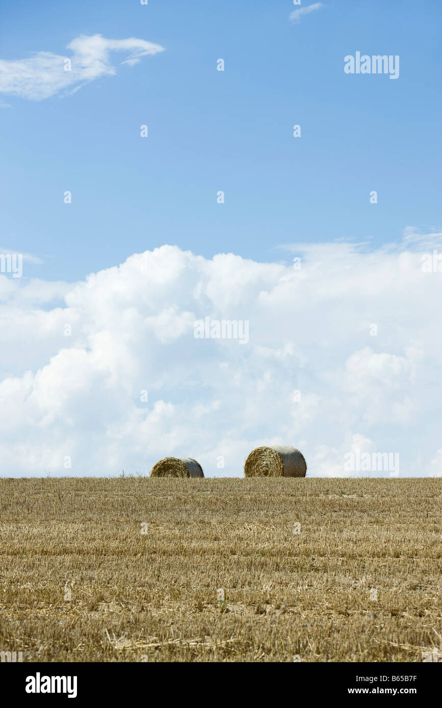 Hay field, large bales of hay in the distance Stock Photo - Alamy