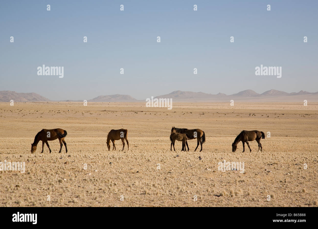 Namibia Wild Horses II Stock Photo - Alamy