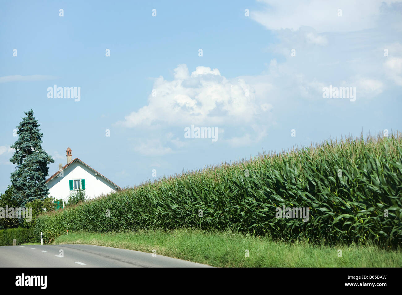Corn field and house road hi-res stock photography and images - Alamy