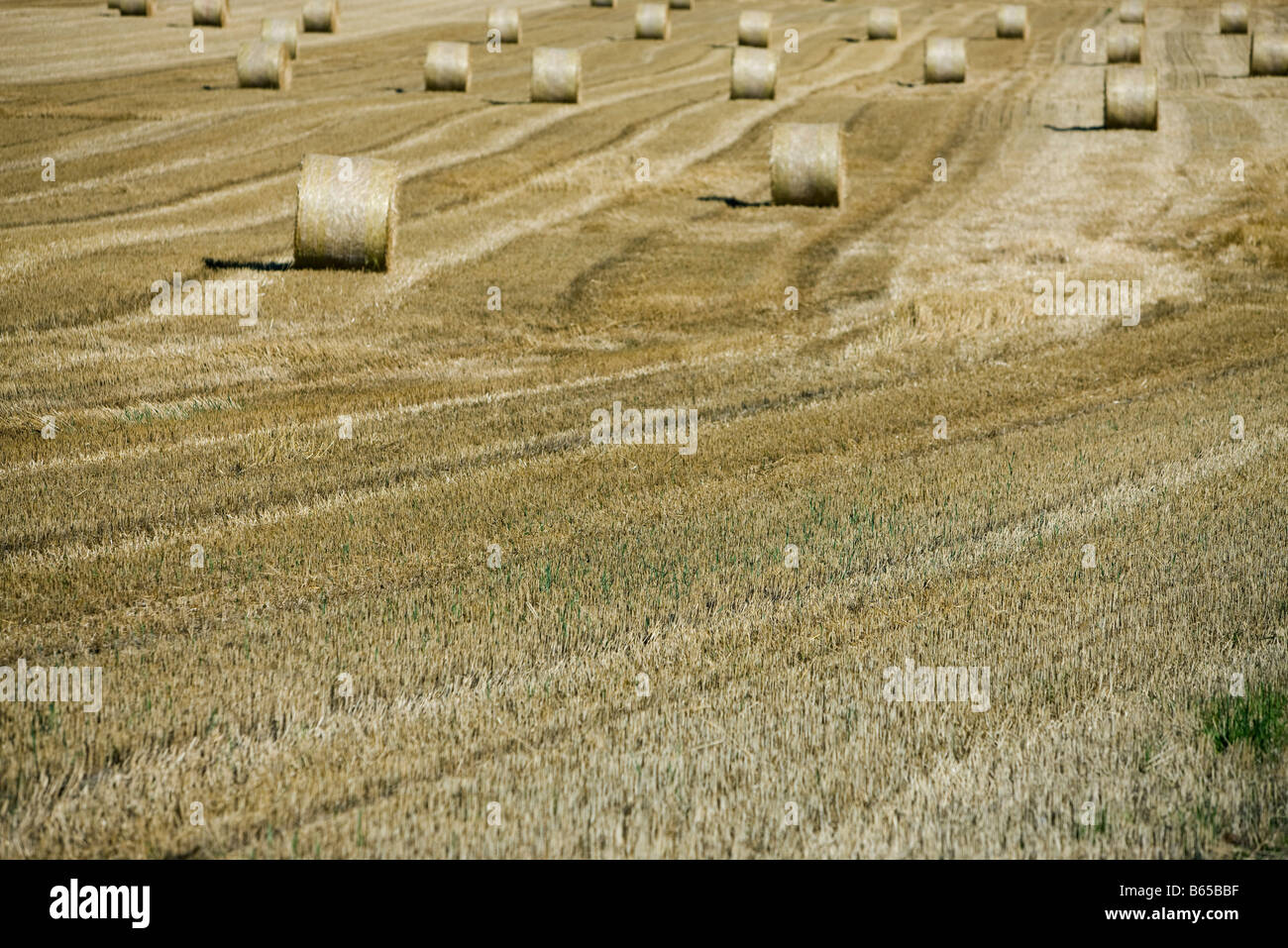 Round hay bales in field Stock Photo - Alamy