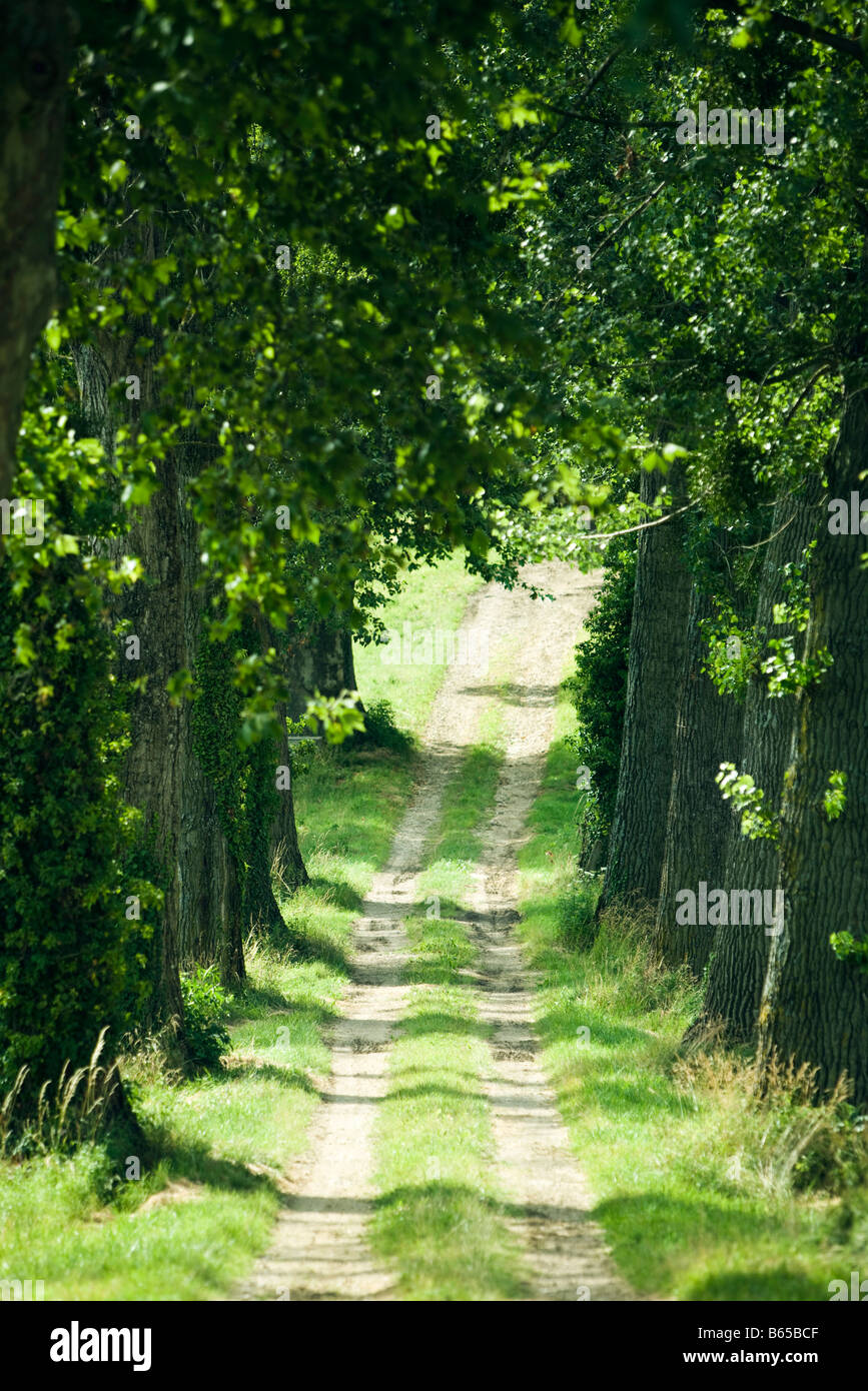 Tree lined paths hi-res stock photography and images - Alamy