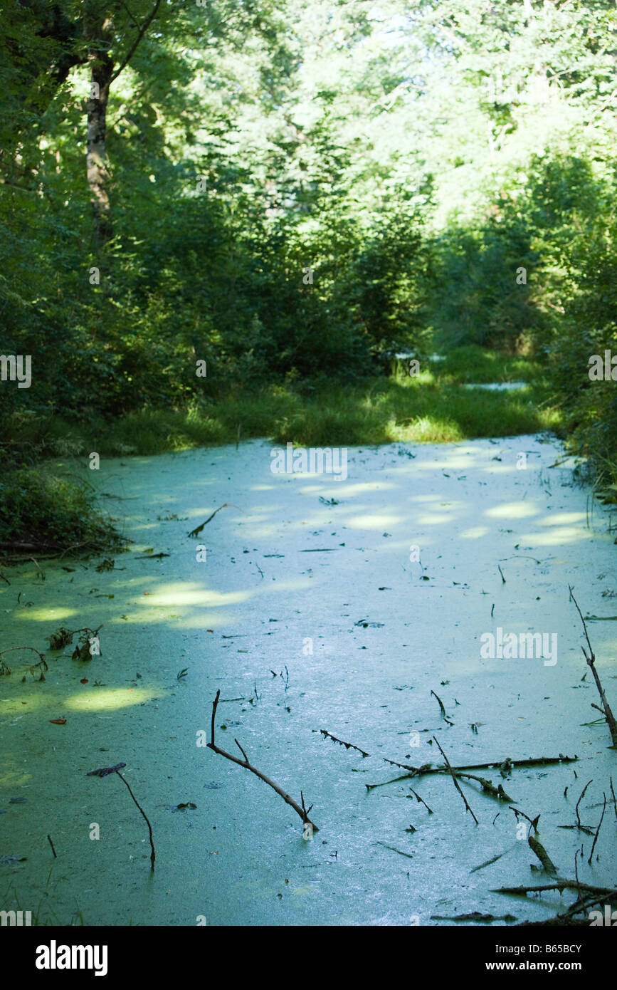 Stagnant pond in forest Stock Photo - Alamy