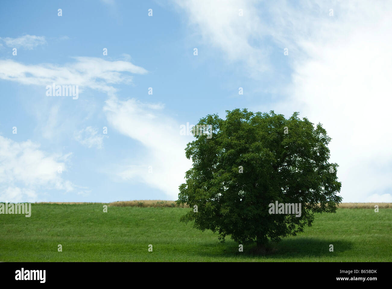Single tree in nature hi-res stock photography and images - Alamy