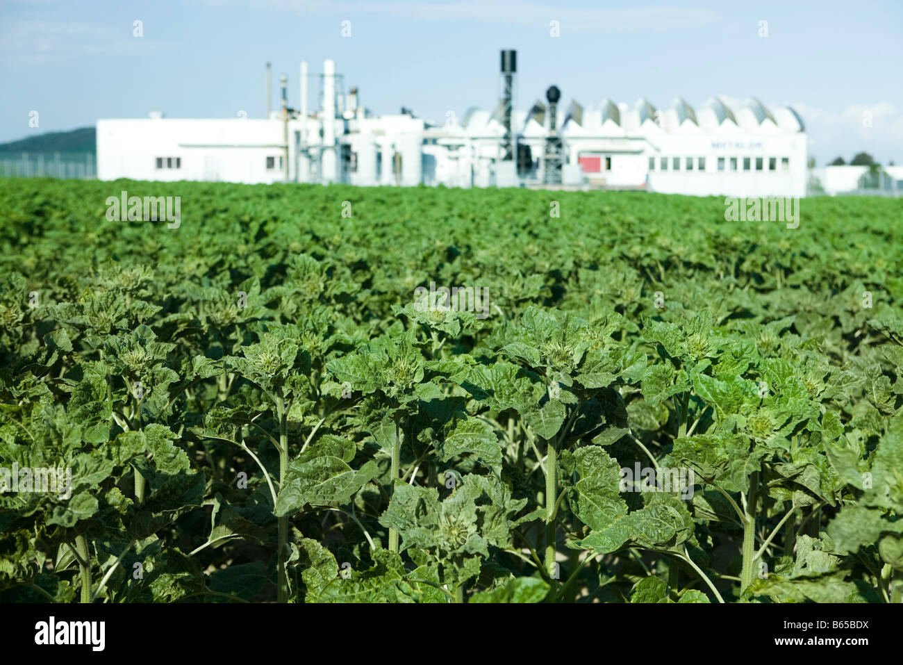 Factory in the distance, focus on vegetation in foreground Stock Photo ...
