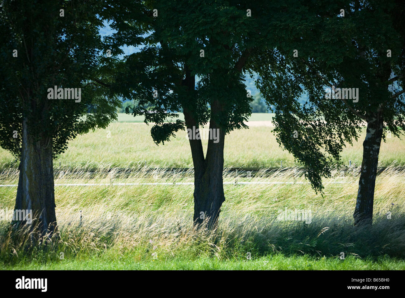 Countryside, row of trees and fence Stock Photo - Alamy