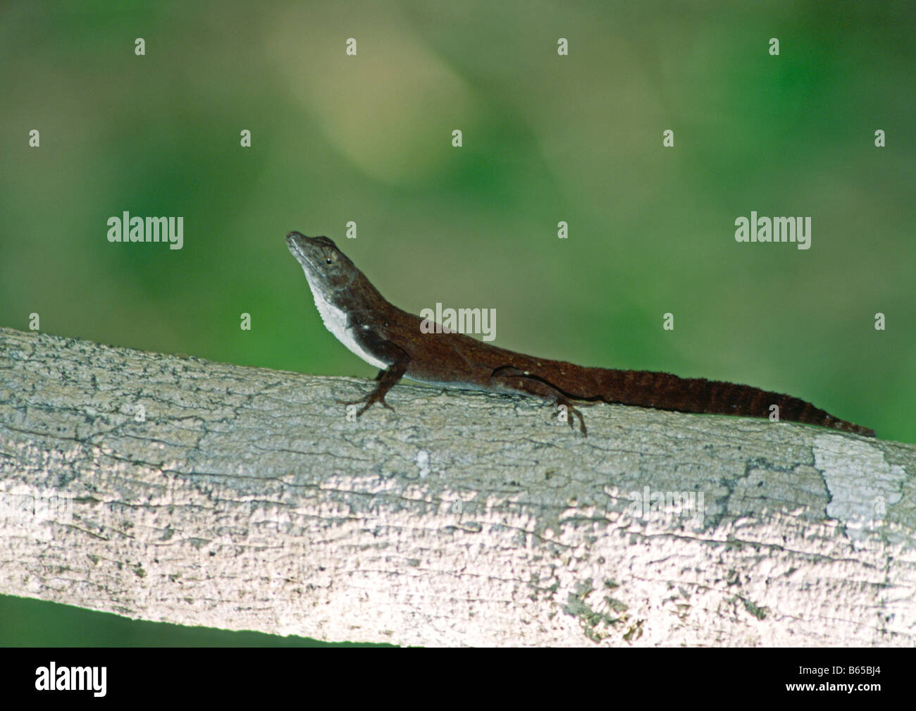 cuban anole lizard Stock Photo - Alamy