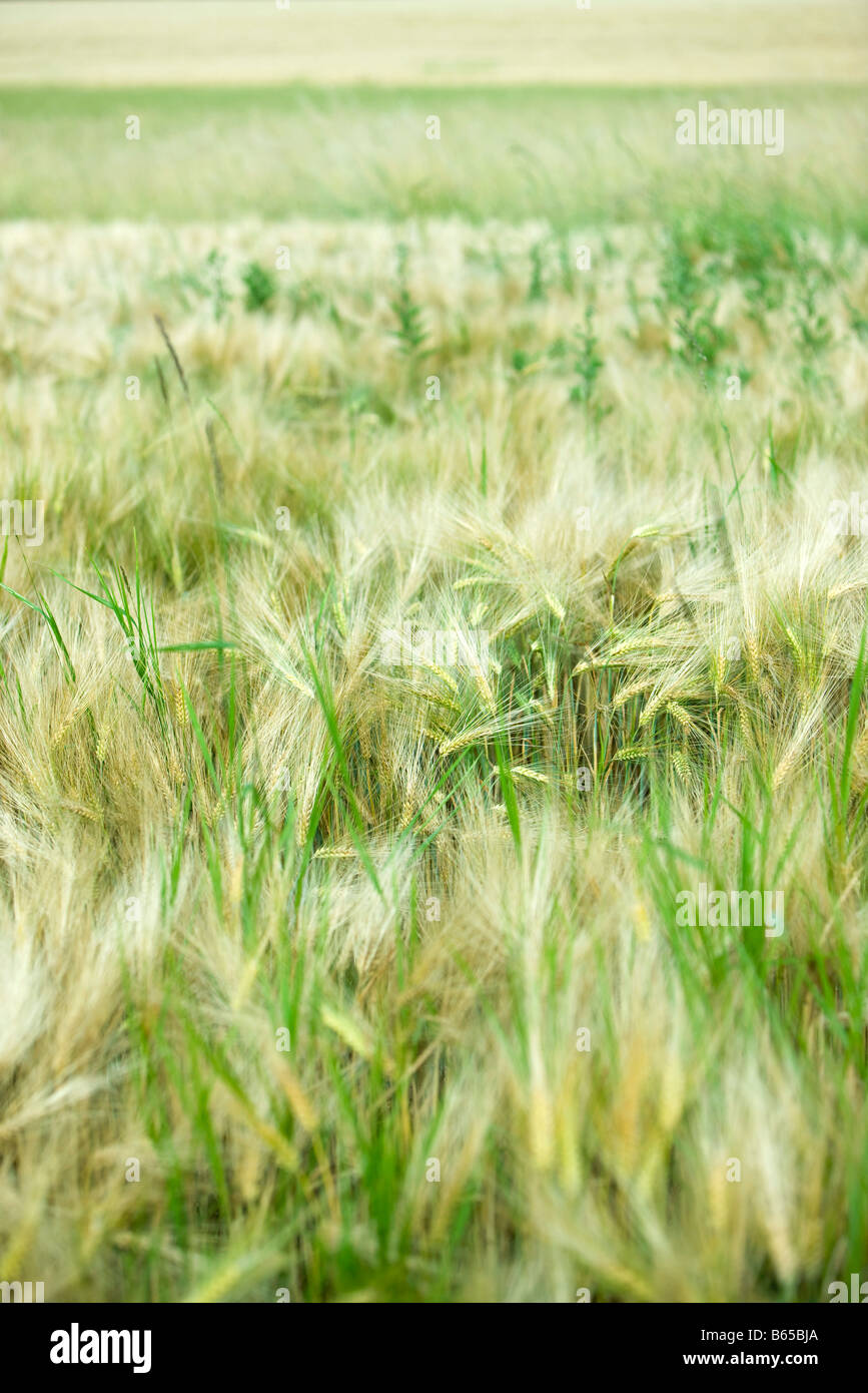Wheatfield hi-res stock photography and images - Alamy