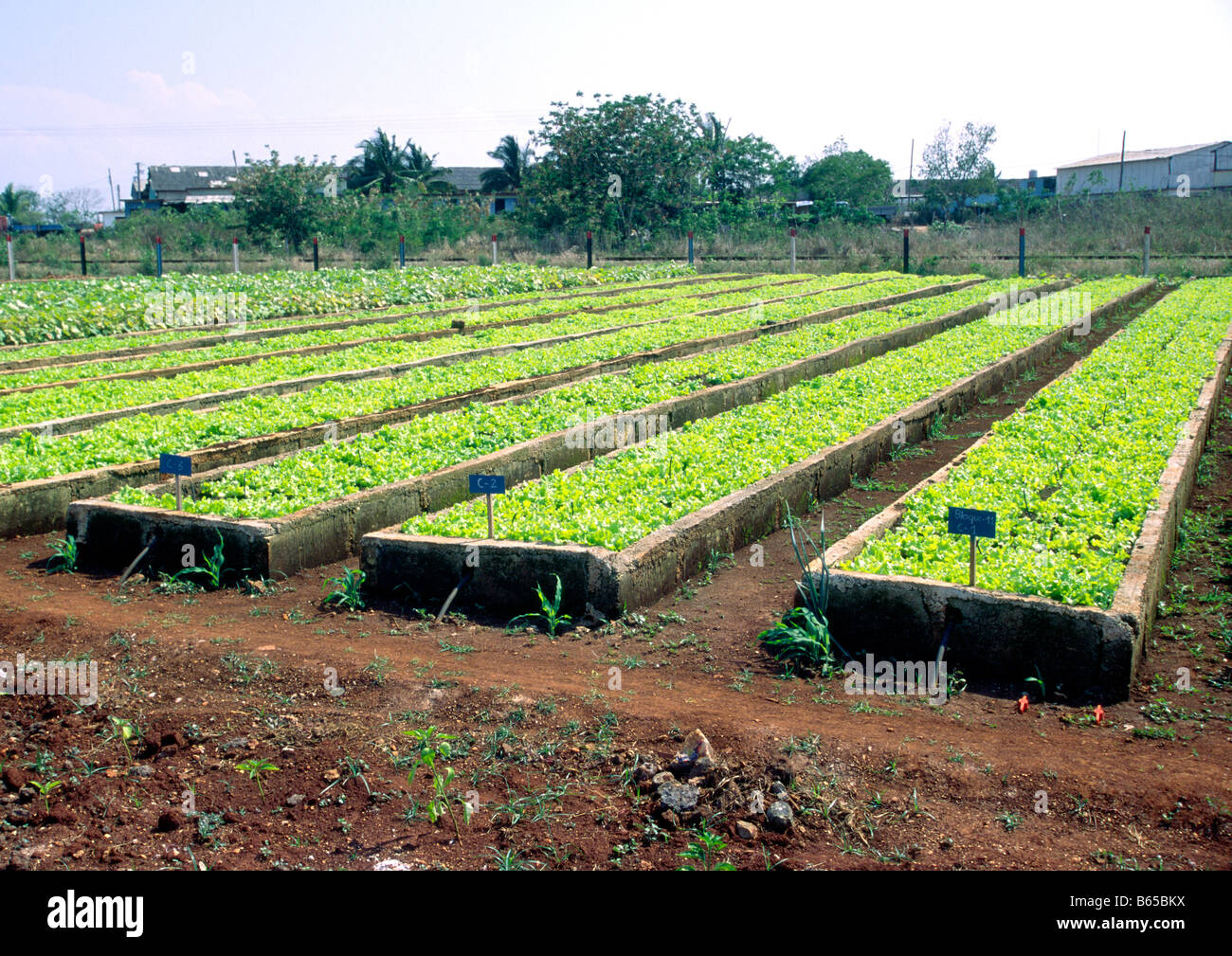 cuba agricultural test crops in matanzas Stock Photo - Alamy