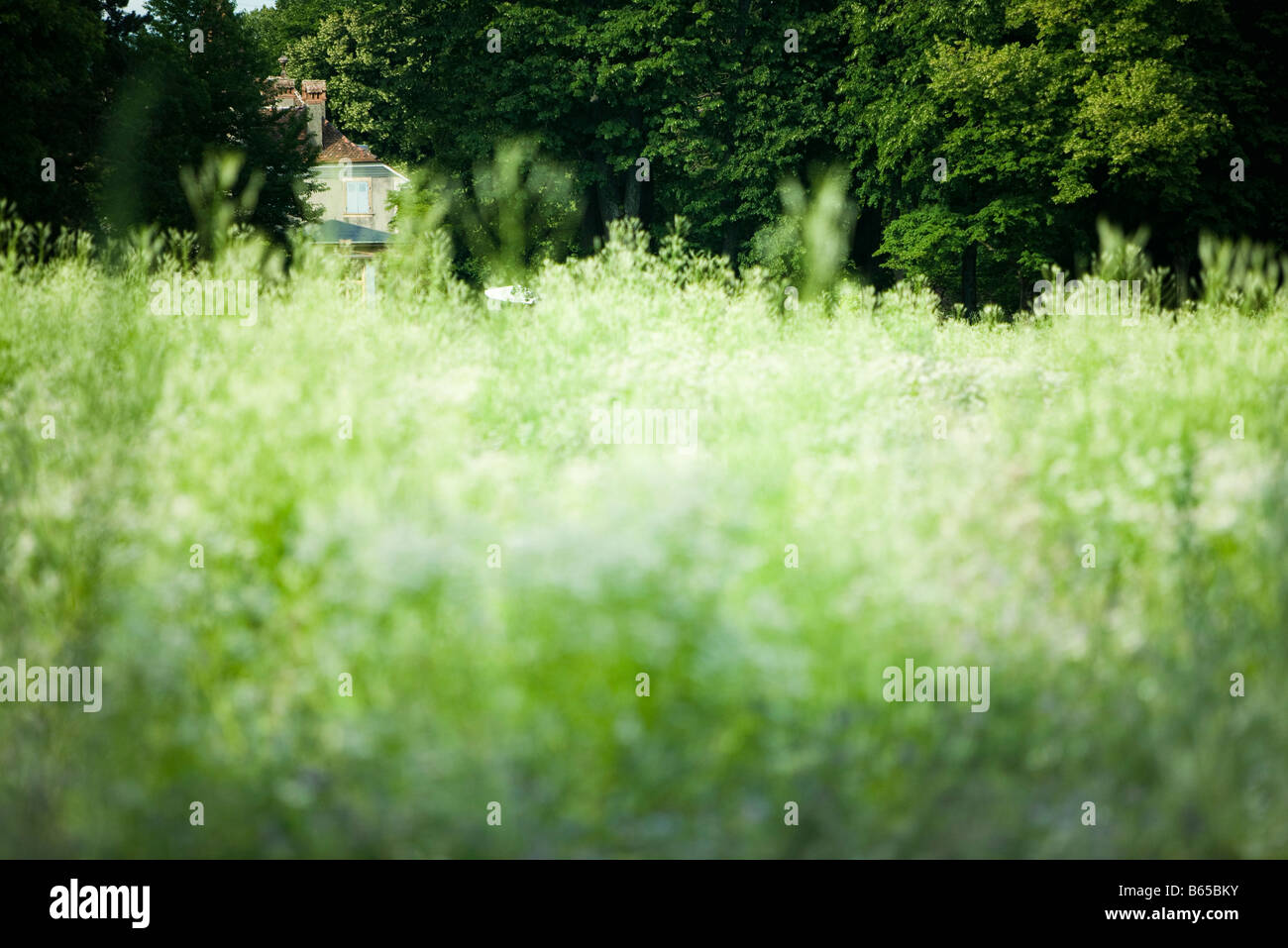 Tall grass, house in background Stock Photo - Alamy