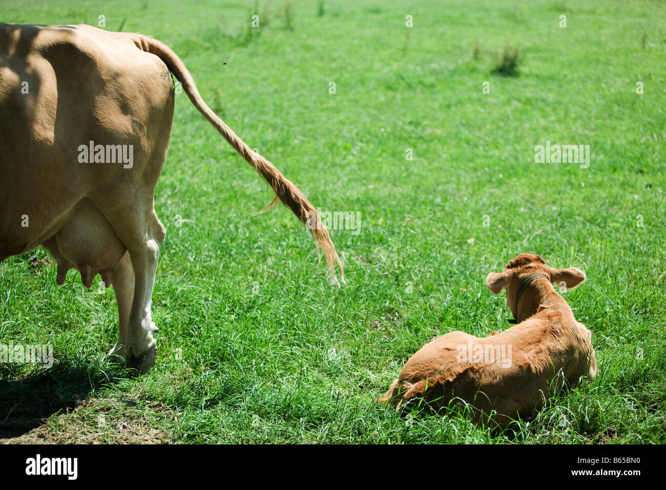 Swiss cow and calf hi-res stock photography and images - Alamy