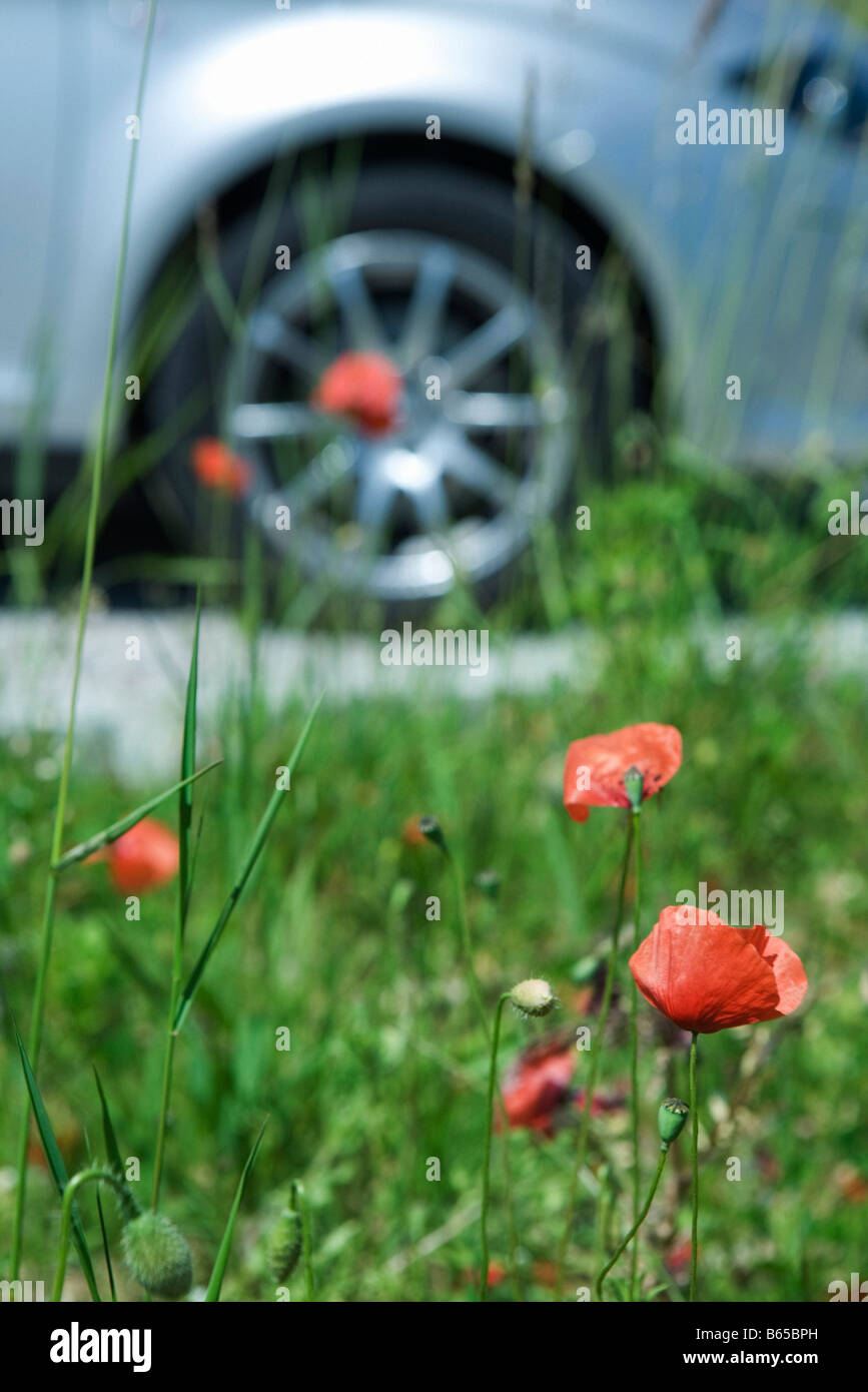 Poppies close hi-res stock photography and images - Alamy