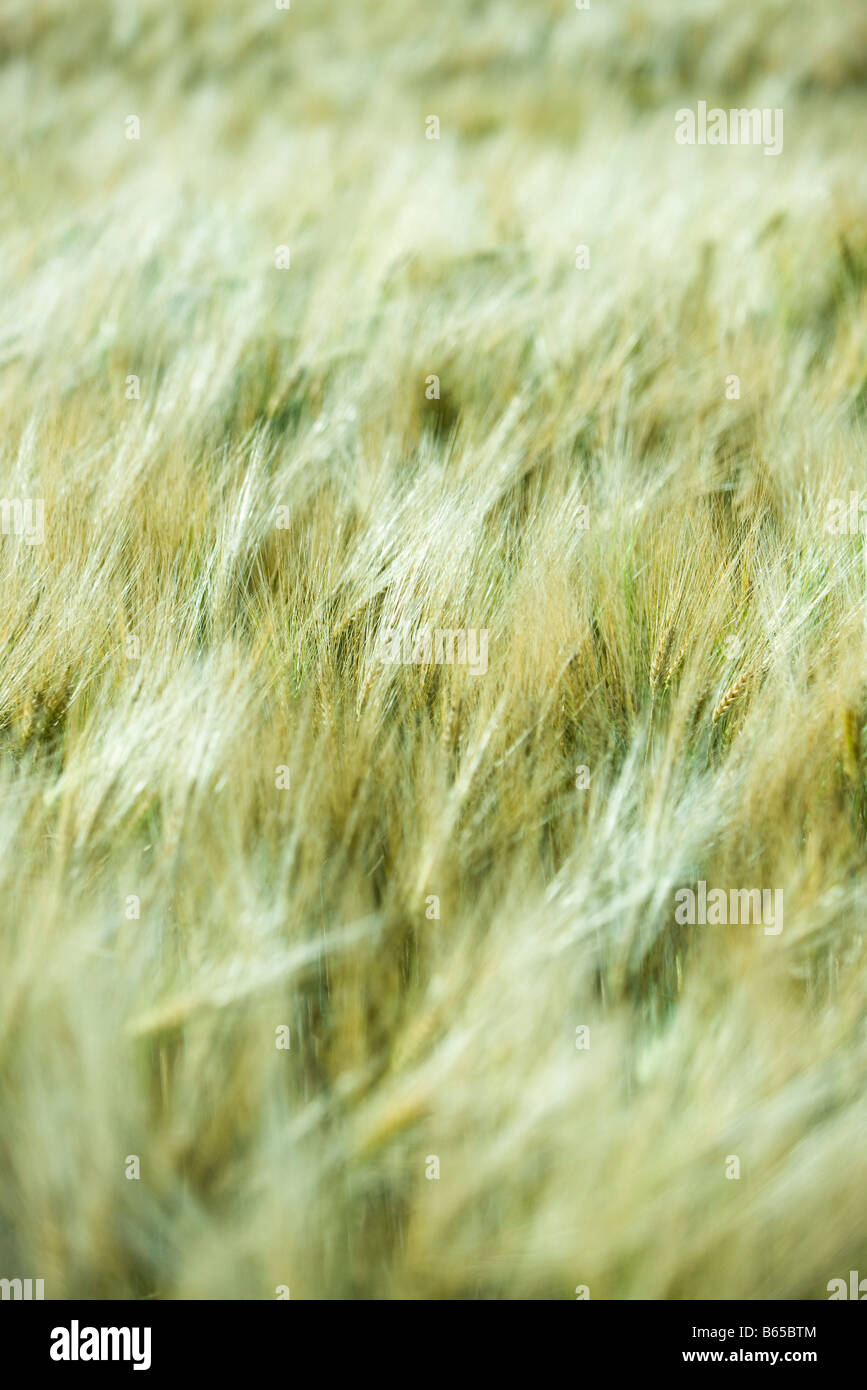 Wheats backgrounds hi-res stock photography and images - Alamy
