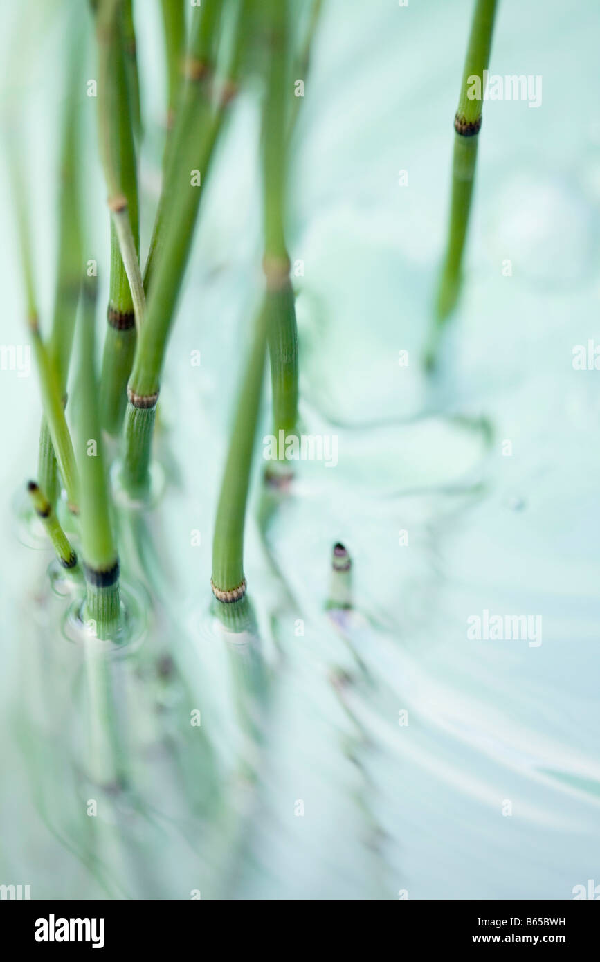 Horsetail rush (equisetum hyemale) in flowing water Stock Photo - Alamy