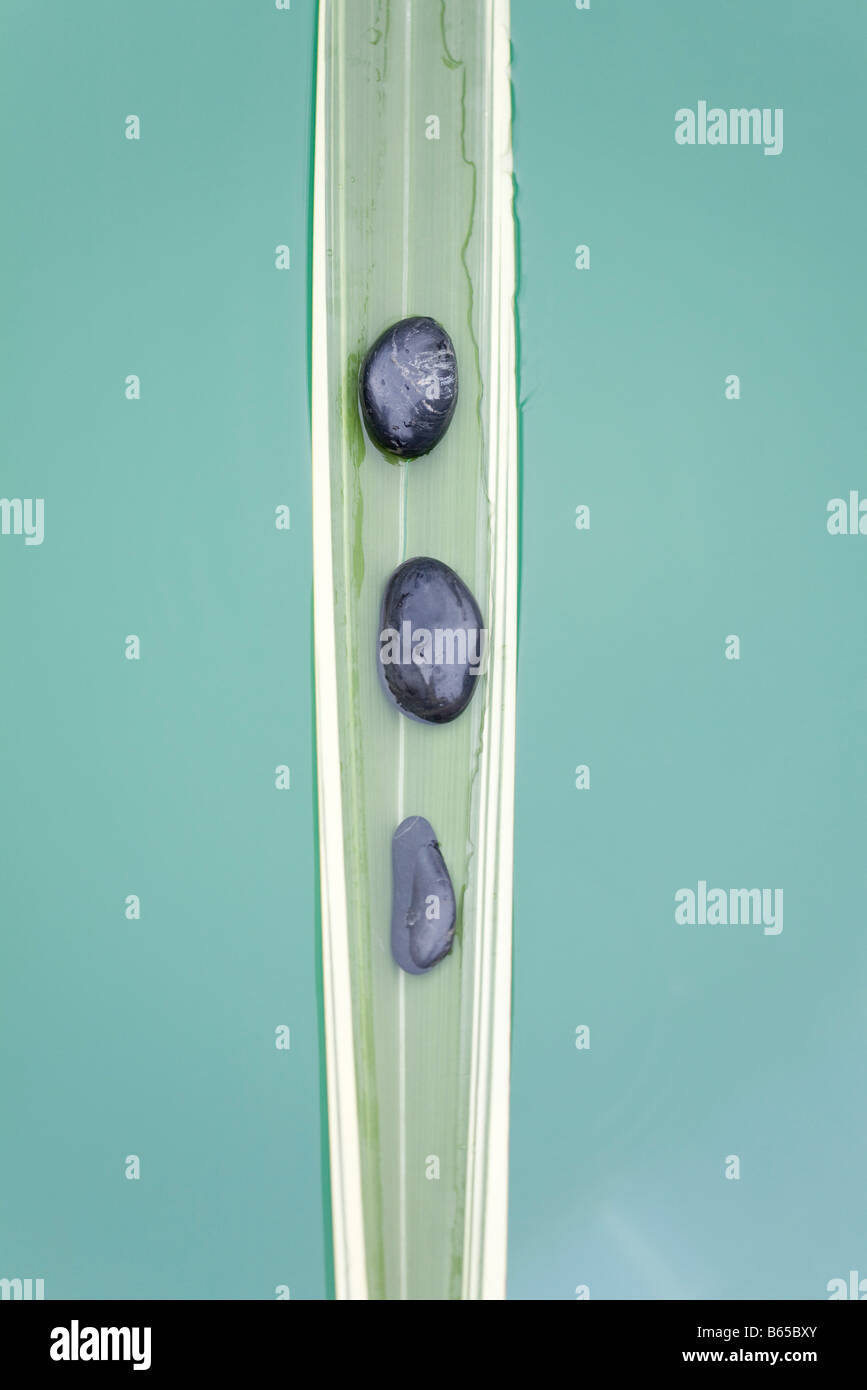 Sinking stone hi-res stock photography and images - Alamy