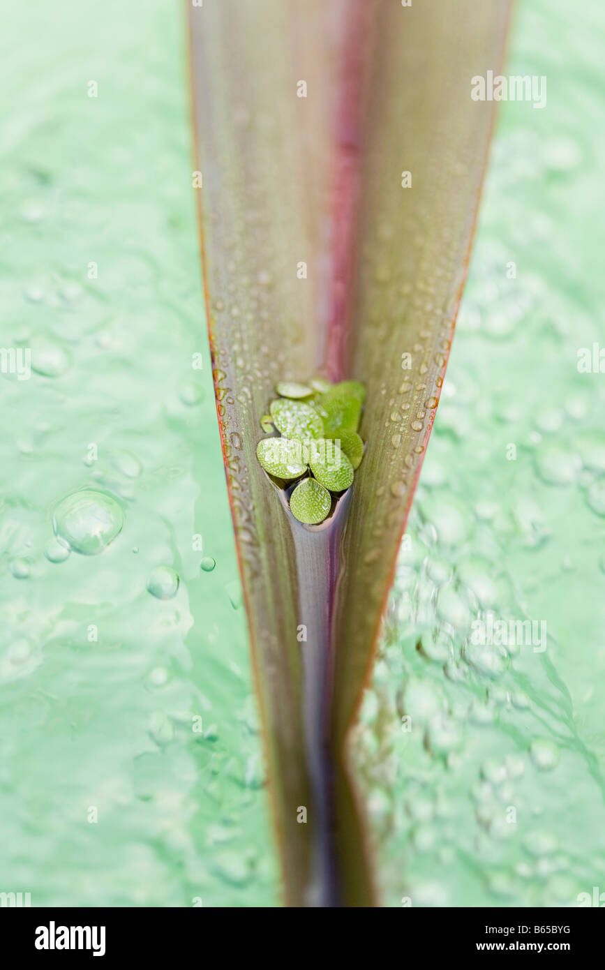 Leaves on a palm leaf, floating in bubbling icy water Stock Photo - Alamy