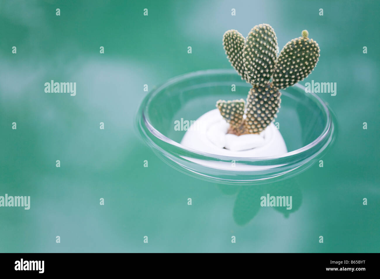 Cactus (Opuntia Dicrodasys ) in bowl, floating on water Stock Photo - Alamy