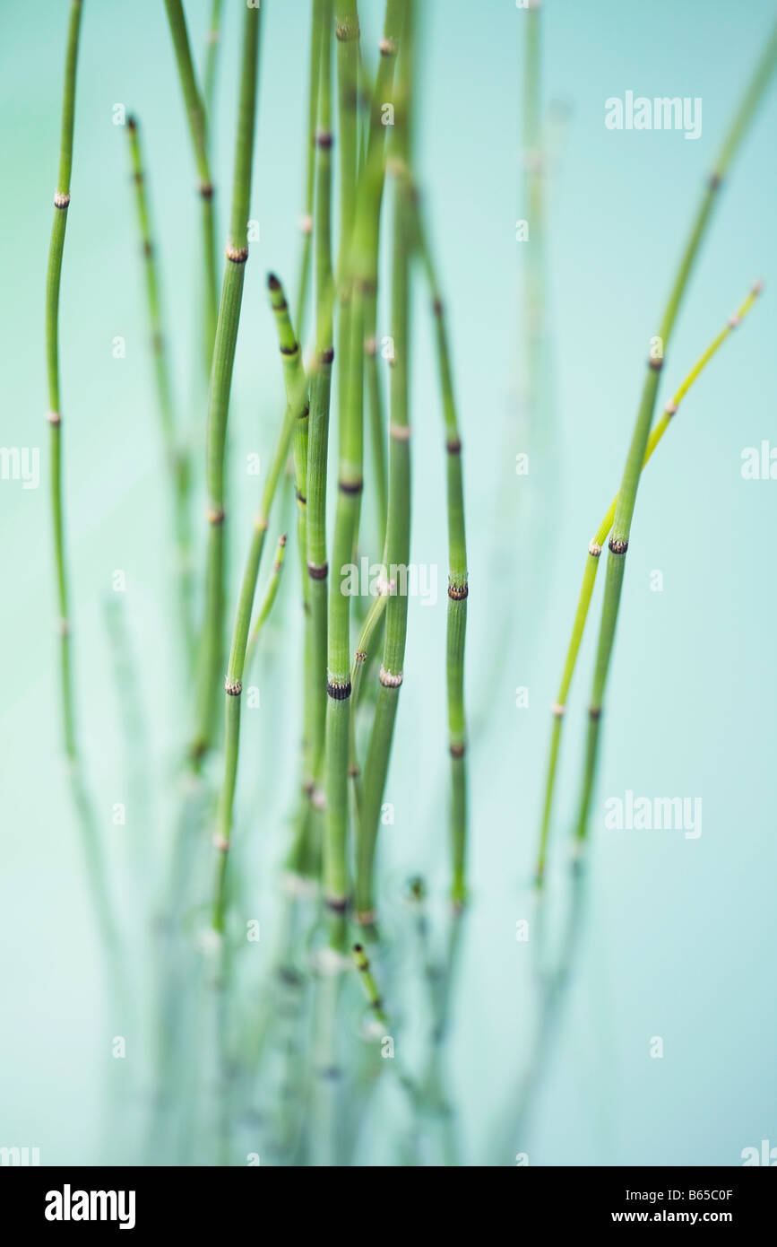 Horsetail rush (equisetum hyemale) in calm water Stock Photo - Alamy
