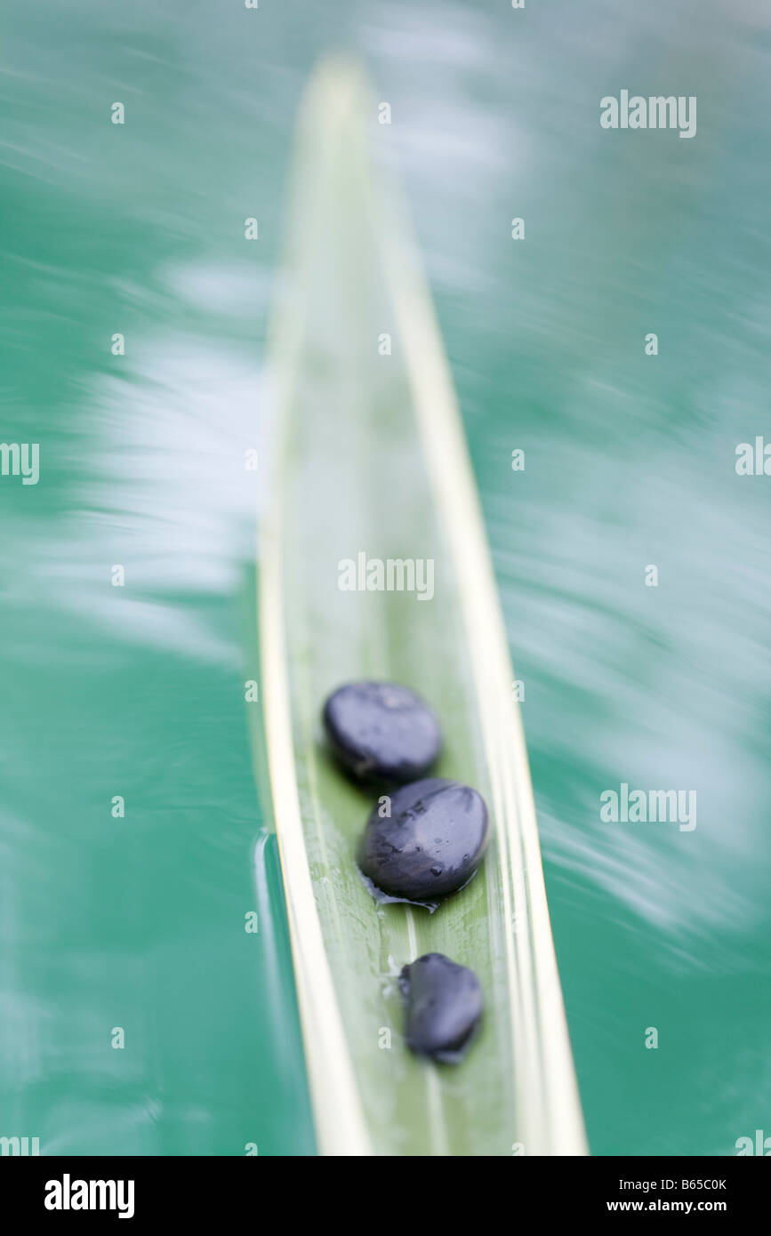 Leaf movements hi-res stock photography and images - Alamy