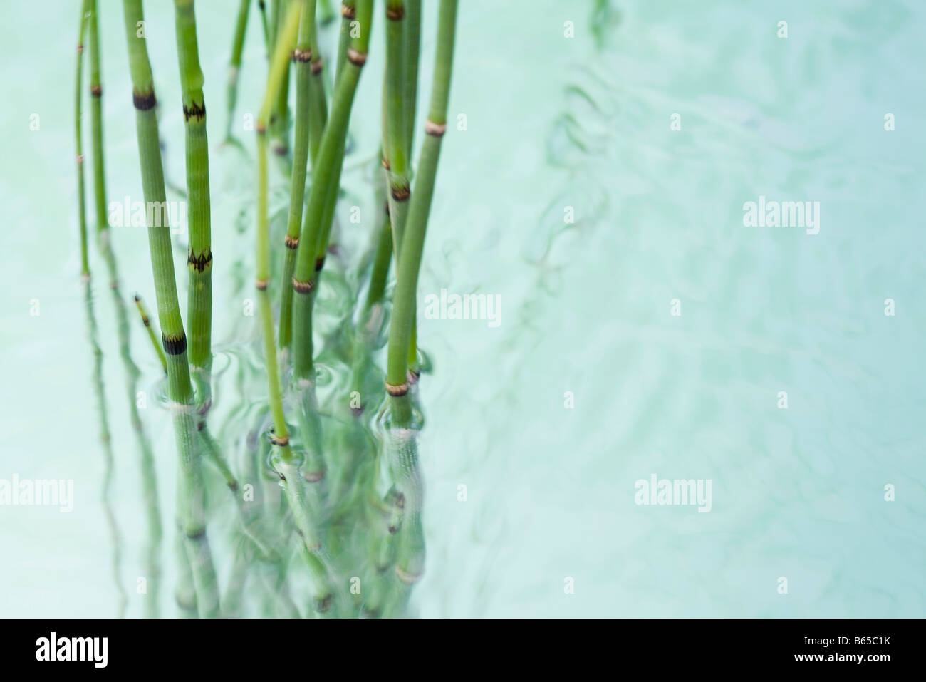 Horsetail rush (equisetum hyemale) in water Stock Photo - Alamy