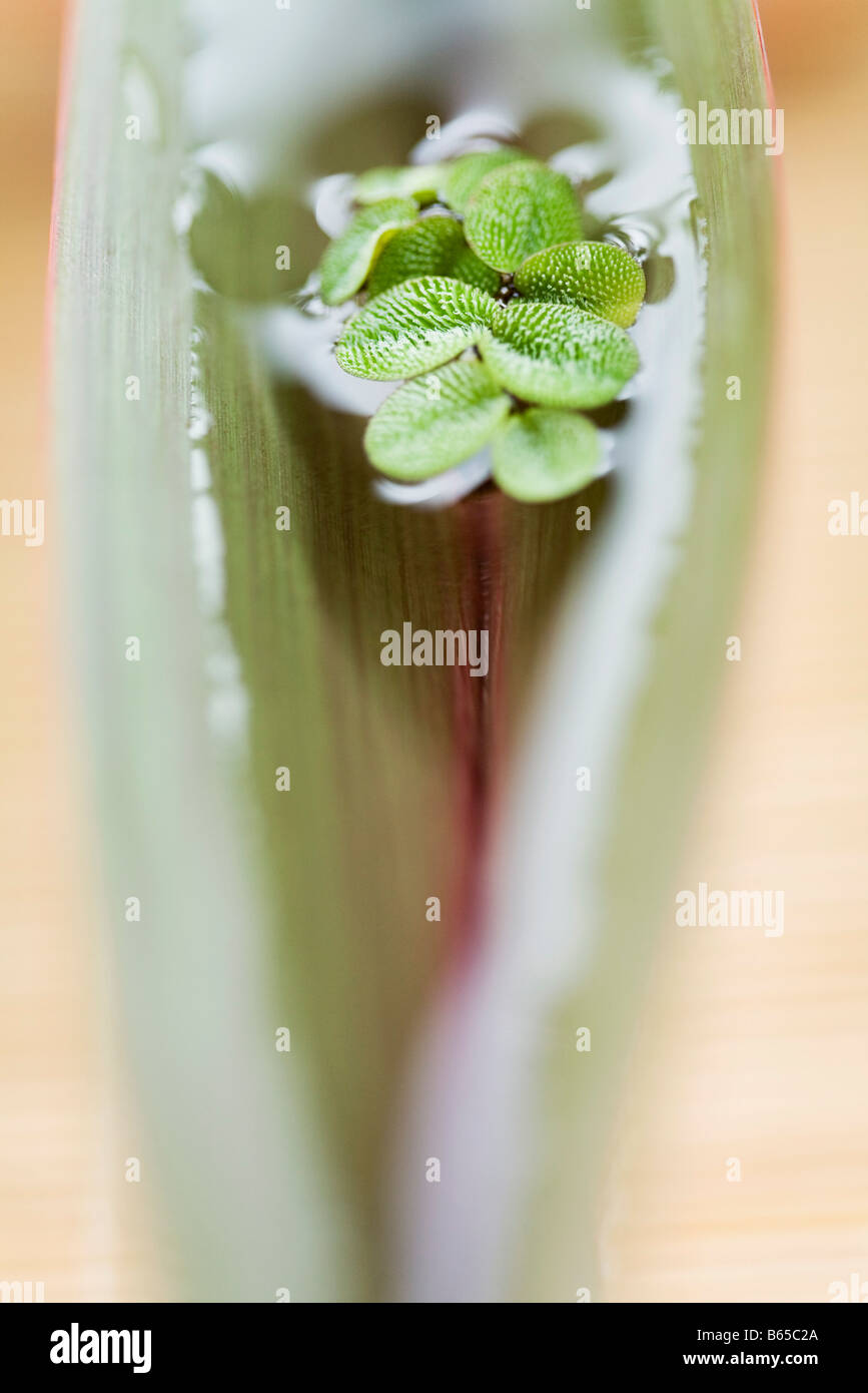 Leaves floating in water cupped hi-res stock photography and images - Alamy