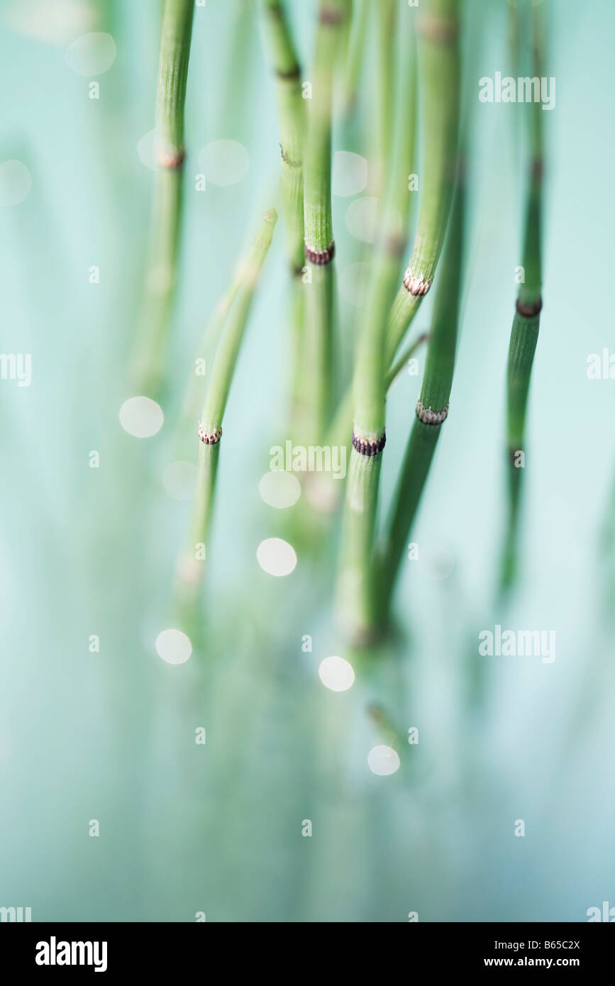 Horsetail rush (equisetum hyemale), selective focus Stock Photo - Alamy