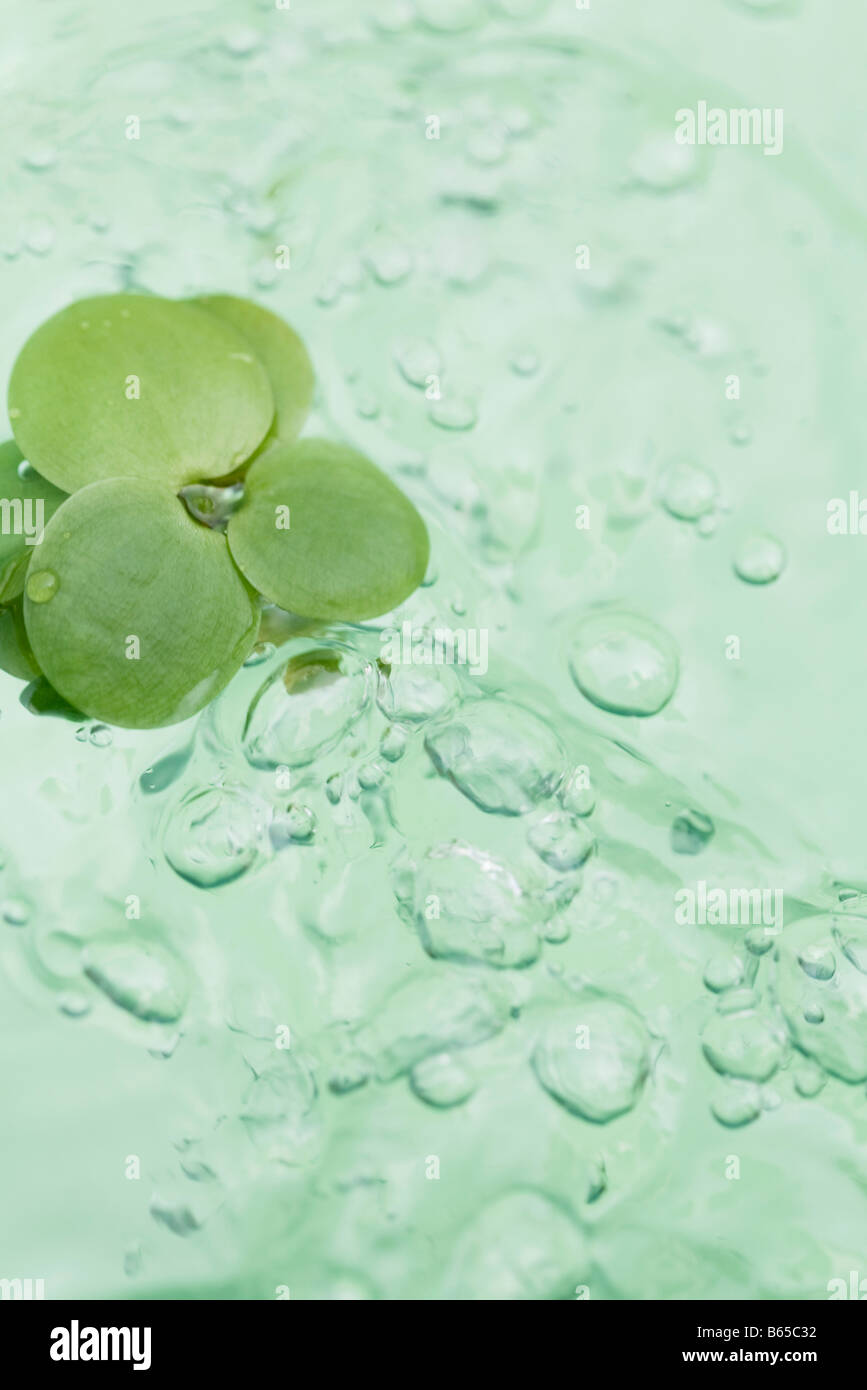 Leaves floating on bubbling icy water Stock Photo - Alamy