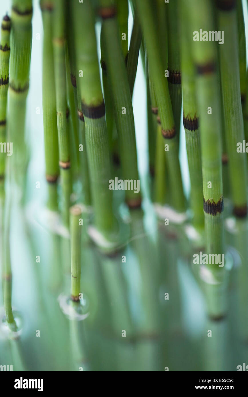 Horsetail rush (equisetum hyemale), close-up Stock Photo - Alamy