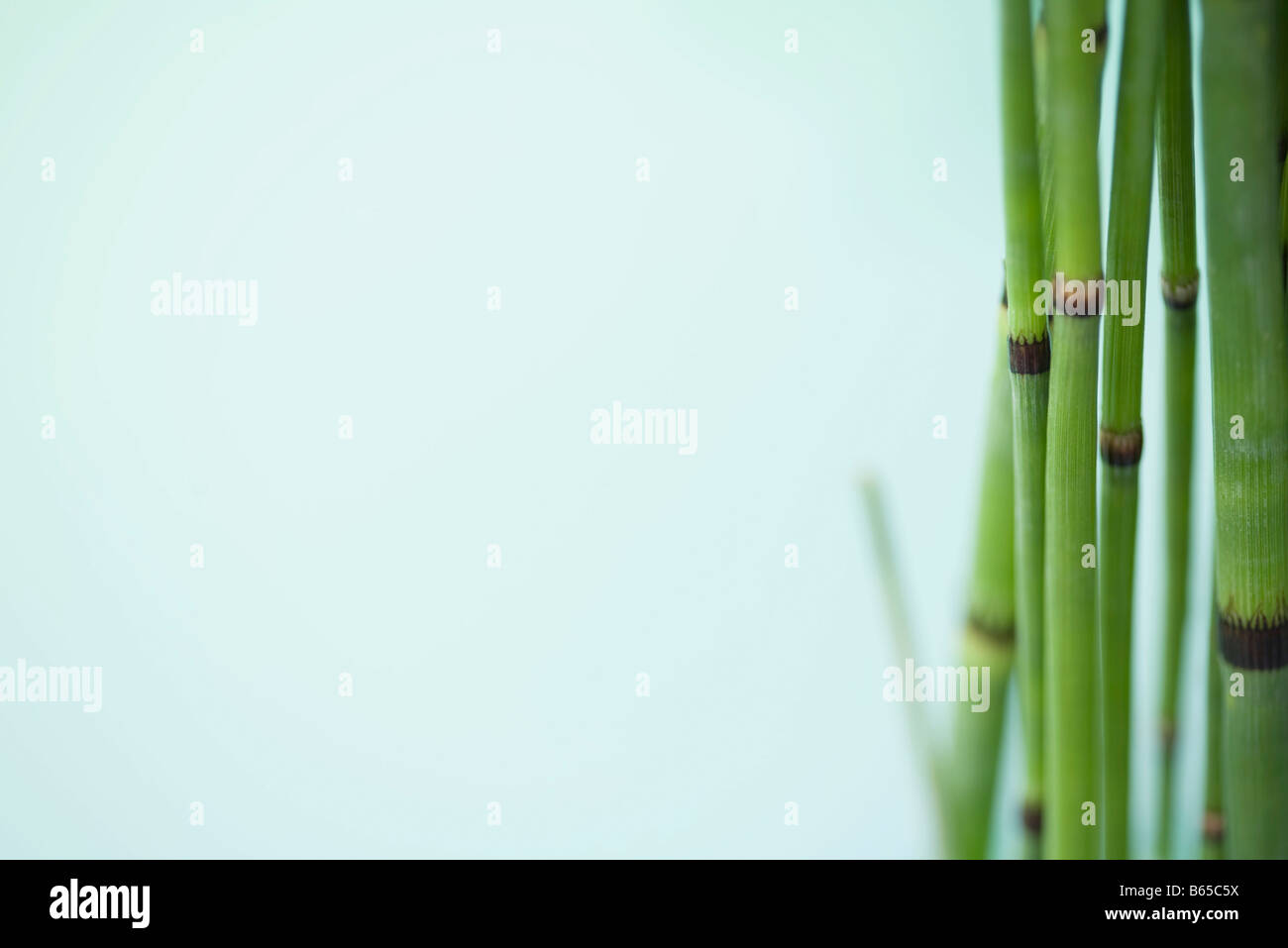 Horsetail rush (equisetum hyemale Stock Photo - Alamy