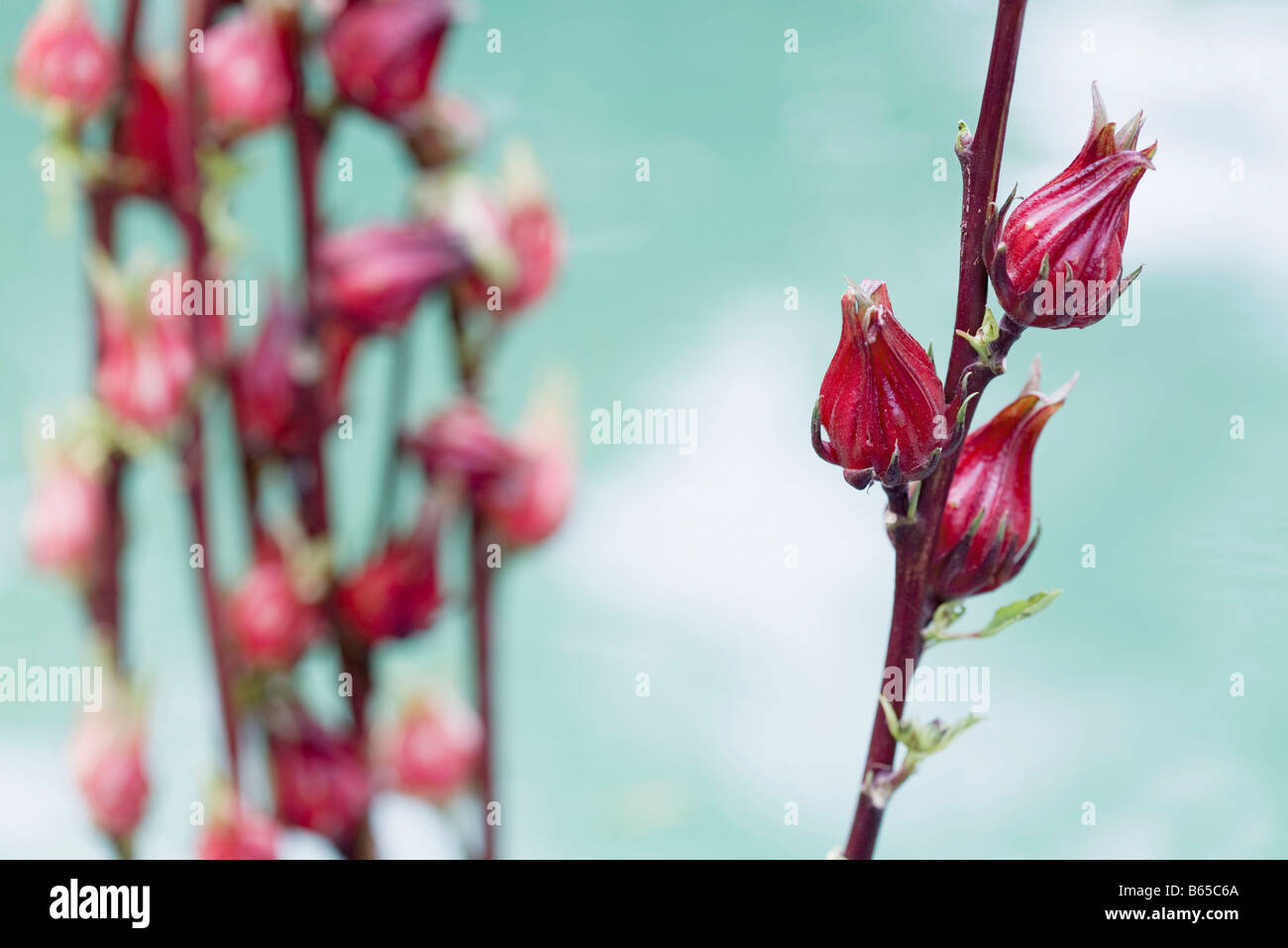 Budding flower stalks hi-res stock photography and images - Alamy