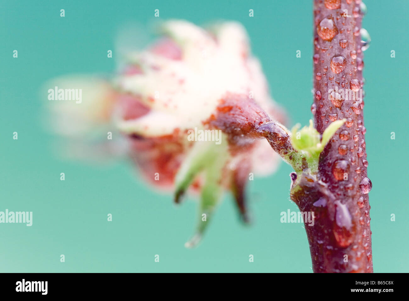 Exotic tropical flower blossom on red stem, close-up Stock Photo - Alamy