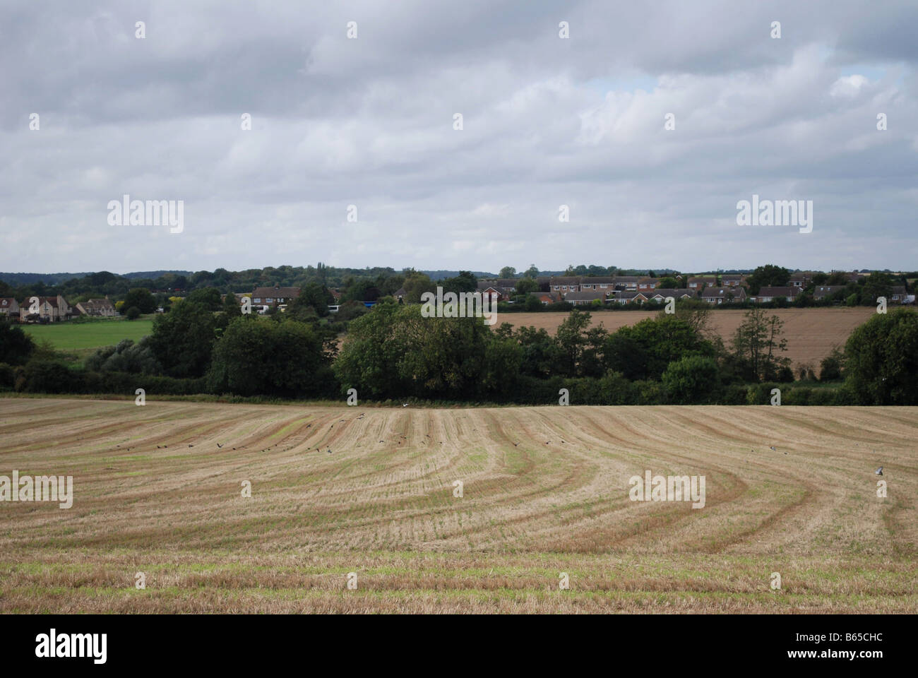 harvested field showing crop lines in front of trees and hedges and ...