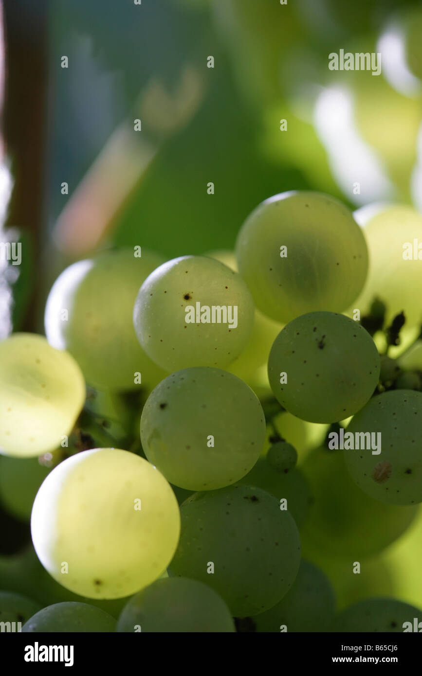 Chardonnay colour hi-res stock photography and images - Alamy