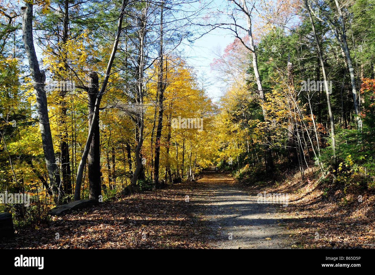 Fall in Connecticut, USA - forest path autumn leaves - Lovers' Leap ...