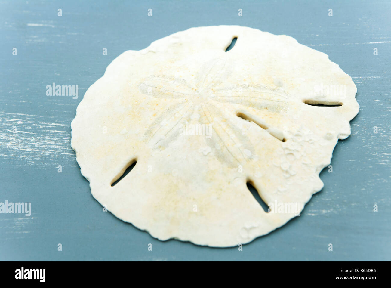 Single sand dollar hi-res stock photography and images - Alamy