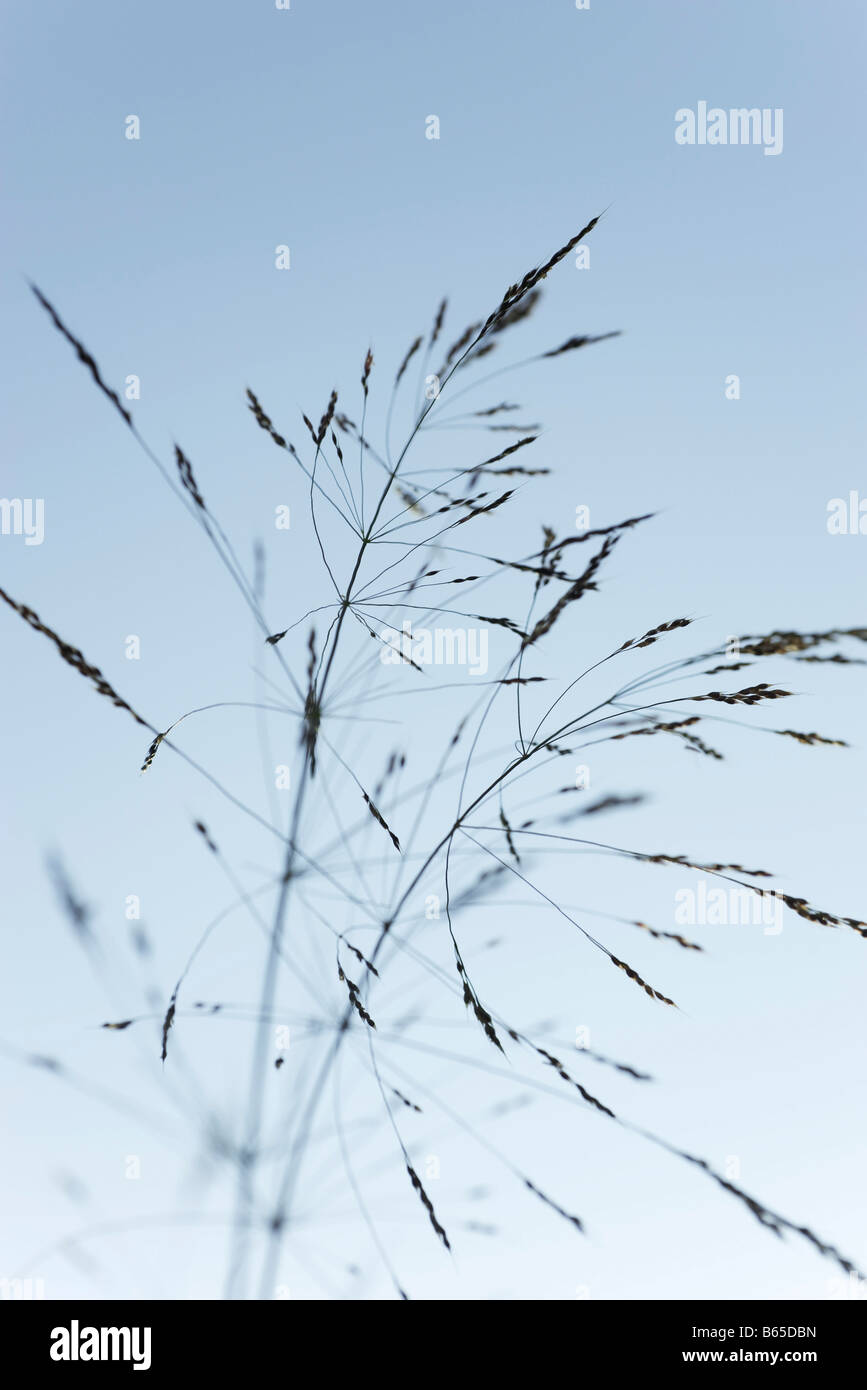Tall grass blowing in the wind Stock Photo - Alamy