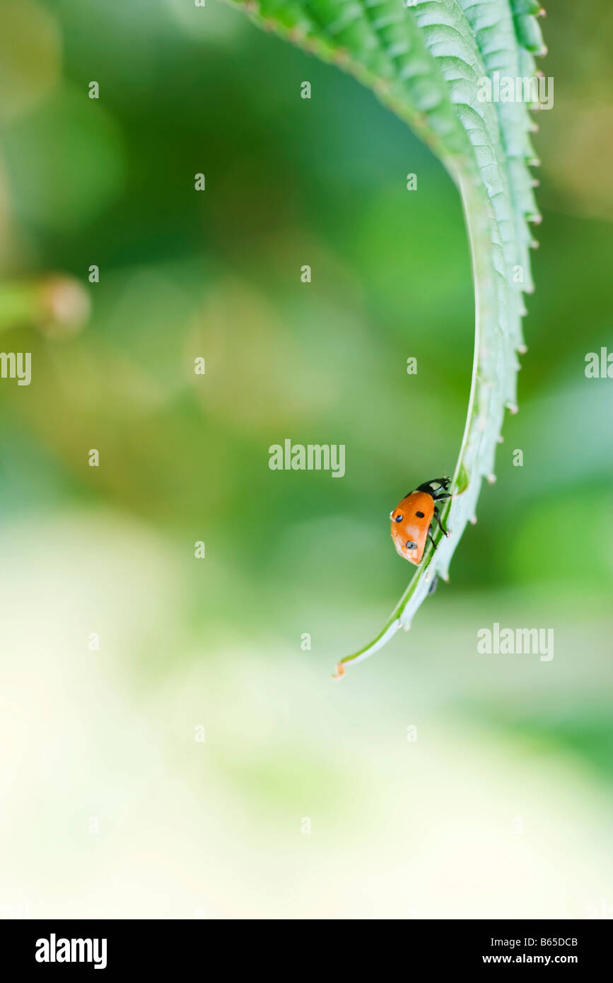 Curved leaf hi-res stock photography and images - Alamy