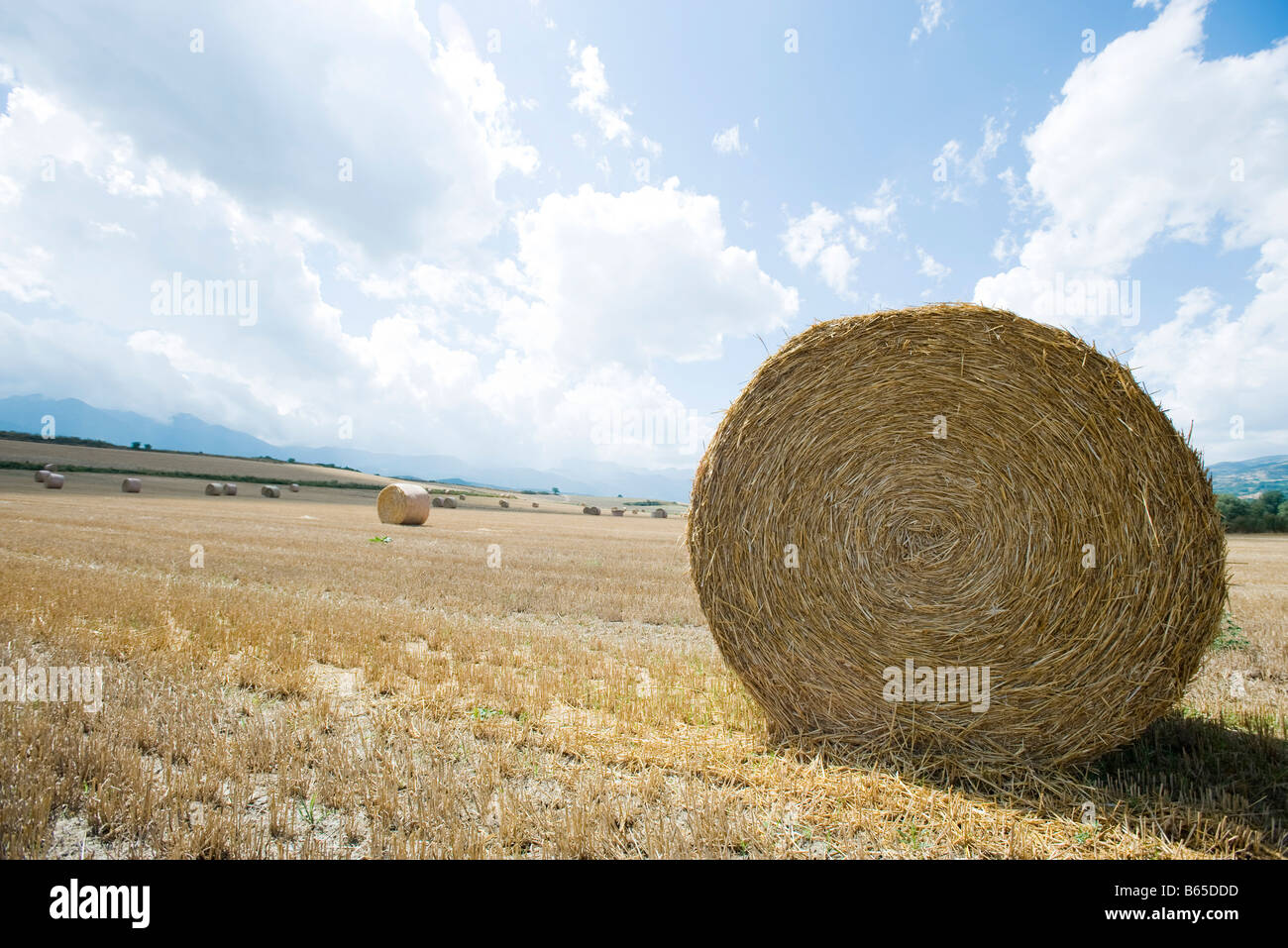 Round hay bale in field Stock Photo - Alamy