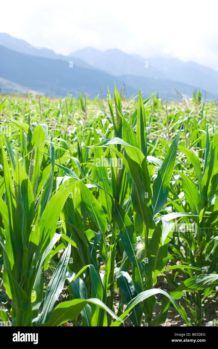 Corn field mountain range in hi-res stock photography and images - Alamy