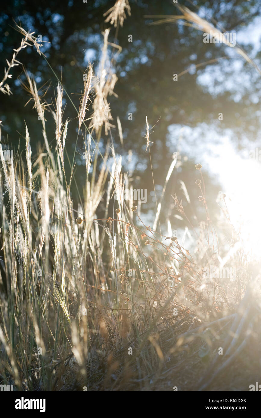 Sunlight shining through tall grass hi-res stock photography and images ...