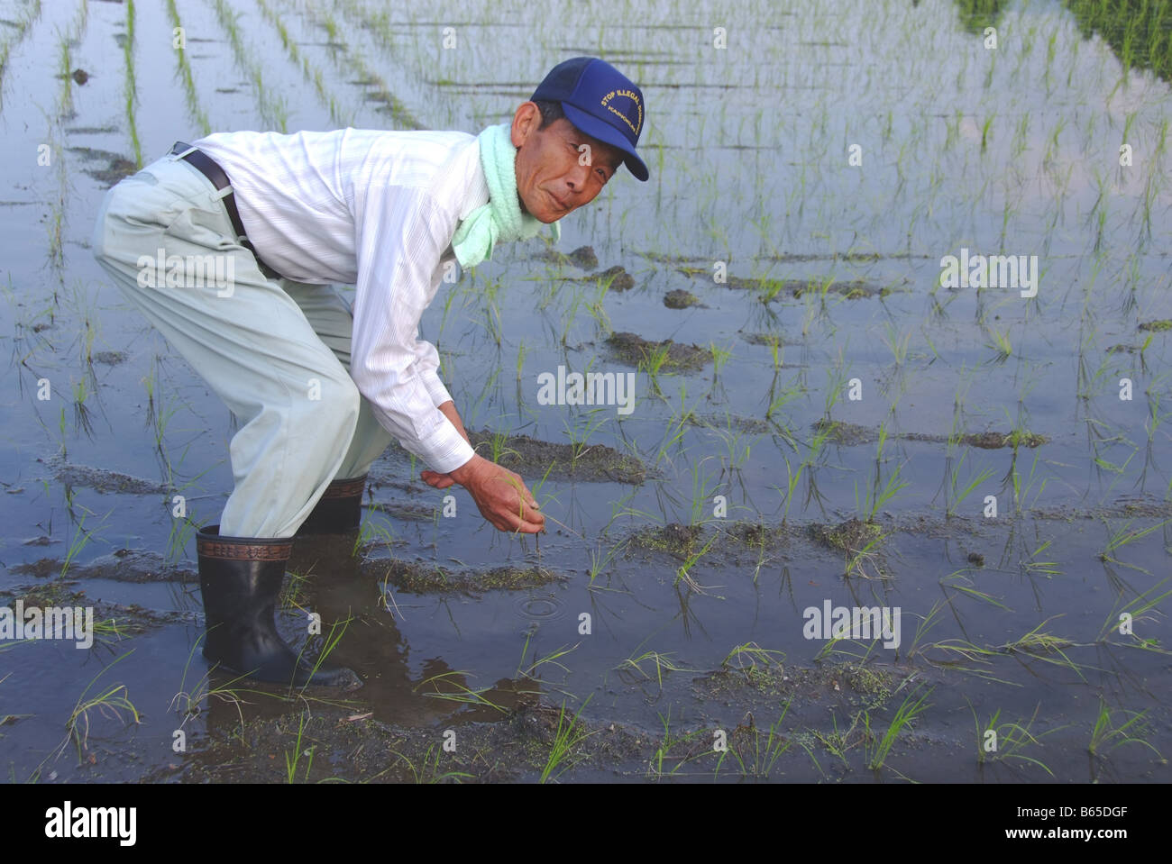 A Japanese farmer planting rice by hand Stock Photo - Alamy